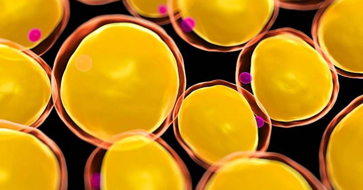Facts about fats. Debunking the myths associated with fats.