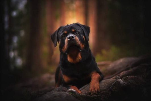 Top 5 Dog Breeds in Pakistan - How To