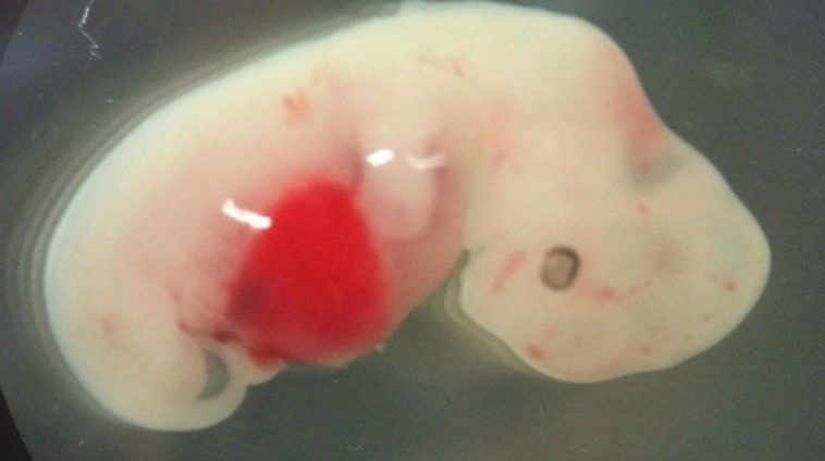 Mutants Are Coming: Japan Okays Human-Animal Hybrid Experiments - Lens