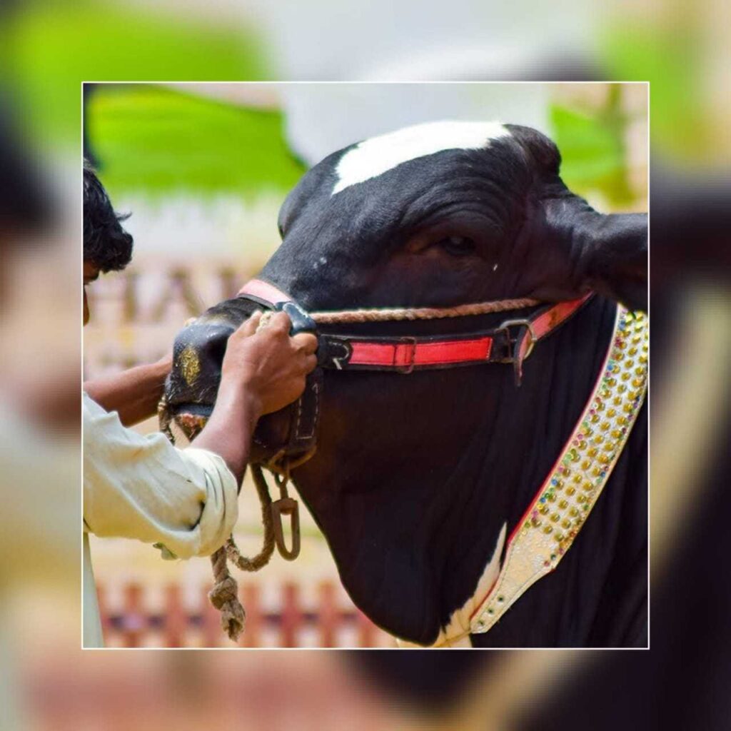 'Ertugrul' the Bull Inspires Terror and Awe at Karachi Cattle Market ...