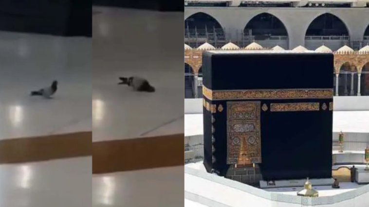 This Video of Pigeon Performing 'Sajda' In Holy Kaaba is Going Viral - Lens