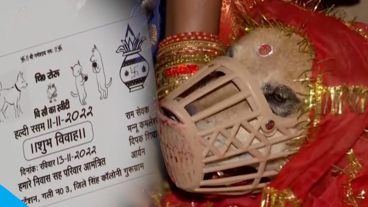 Wedding Season: Indian Couple Weds Desi Dogs [Video] - Lens