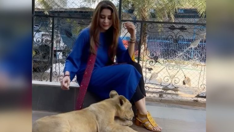 Azekah Daniel Under Fire for Using Lion Cubs as Props [Video] - Lens