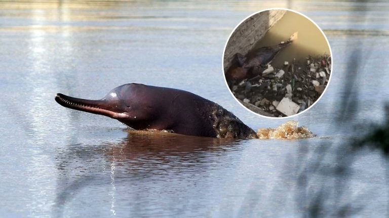 Blind Dolphin Found Dead Floating in Filth Goes Viral