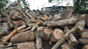 Satellite Images Expose Massive Deforestation Drive in KP