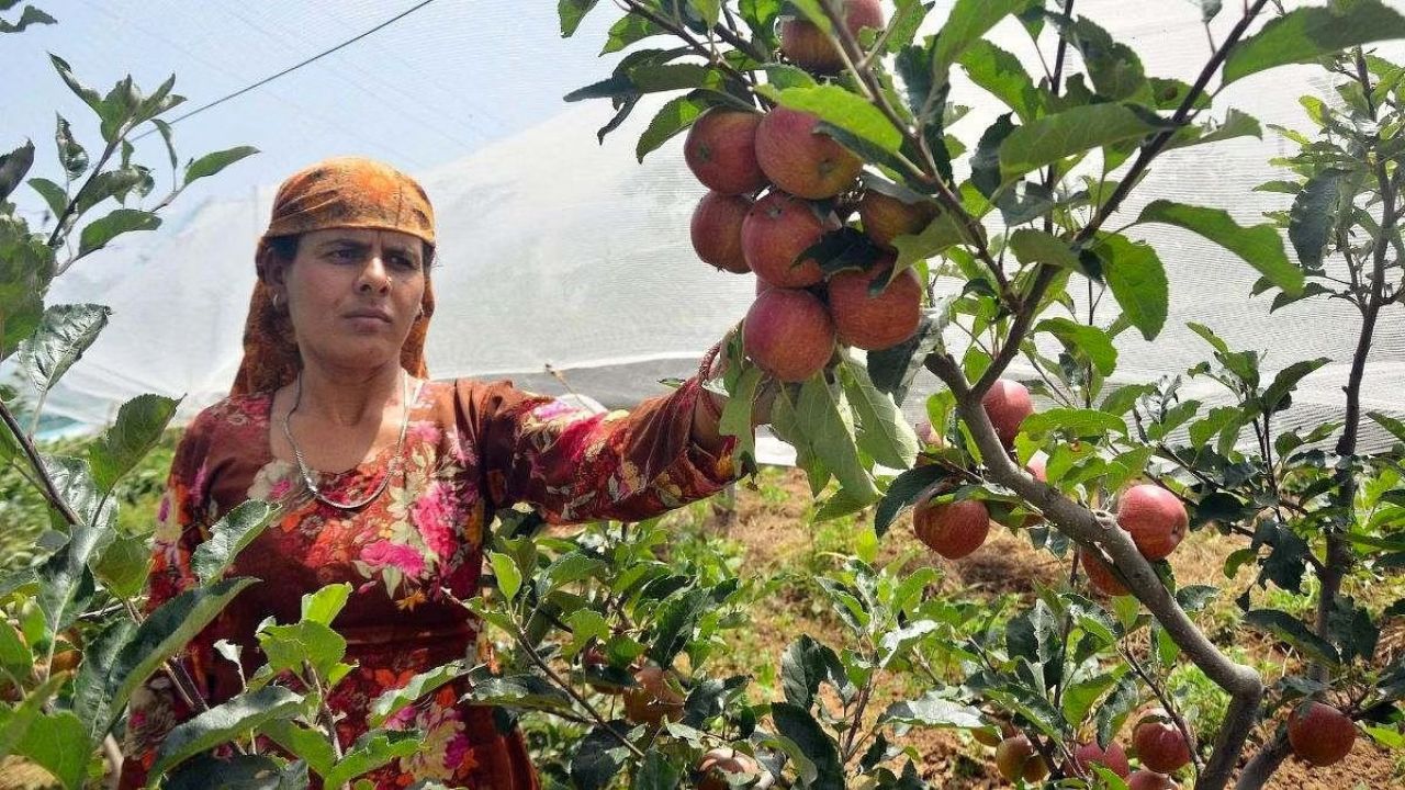 20% FED on Juices Lowers Fruit Farmer Sales, Impacts Livelihoods