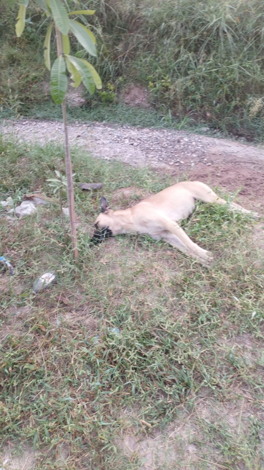Illegal Dog Culling Continues in Rawalpindi Despite Court Ban