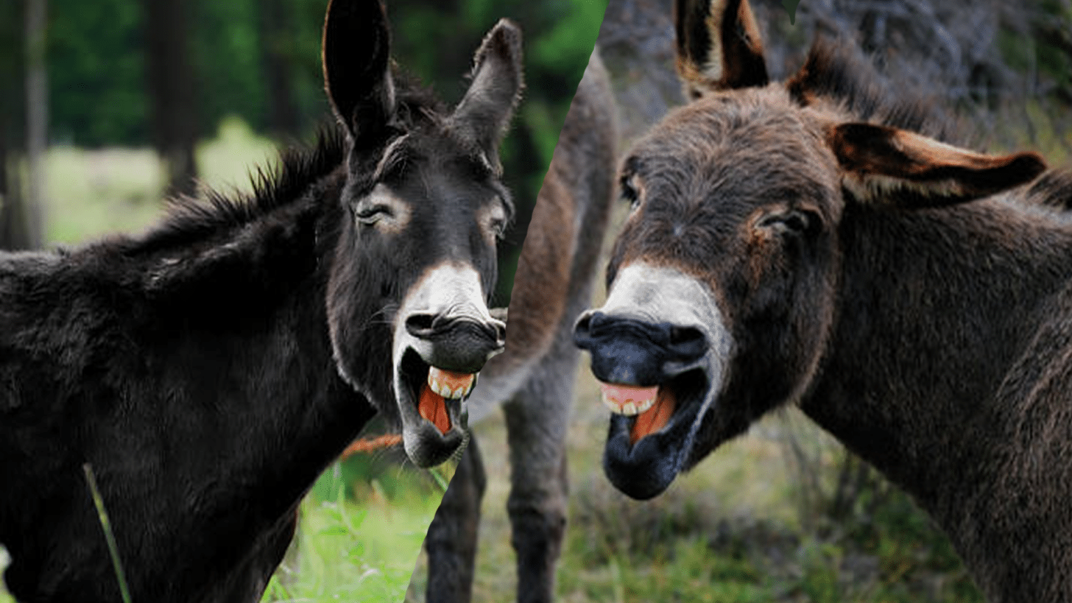 Pakistan’s Donkey Population Rises by 200,000 in One Year